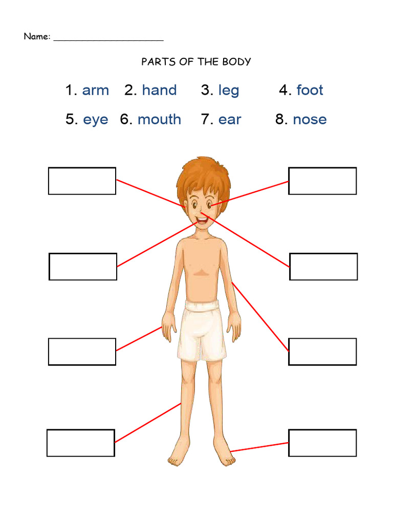 Parts of The Body | PDF | Career & Growth | Wellness