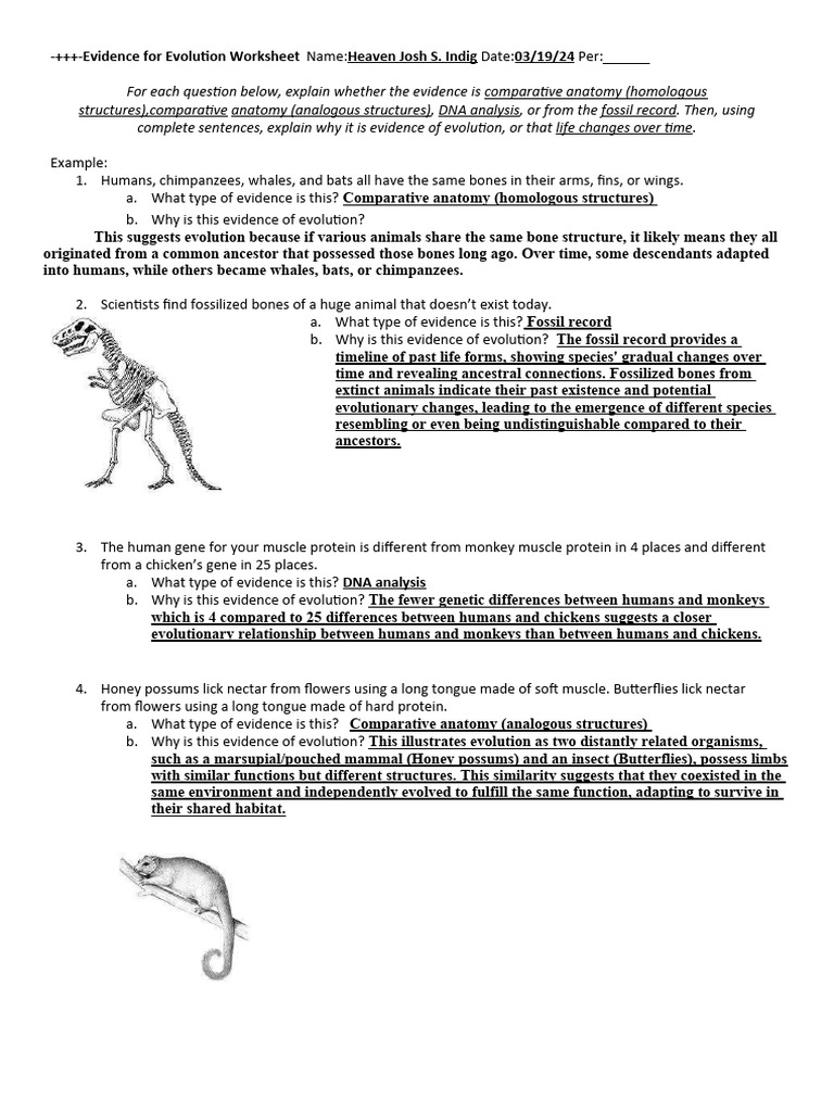 Evidence-For-Evolution-Worksheet | PDF | Evolution | Homology (Biology)