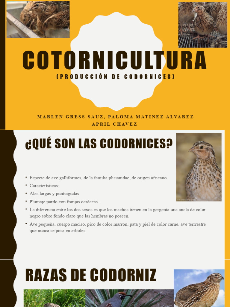 Presentacion Codornices | PDF | Zoología | Aves holarctic