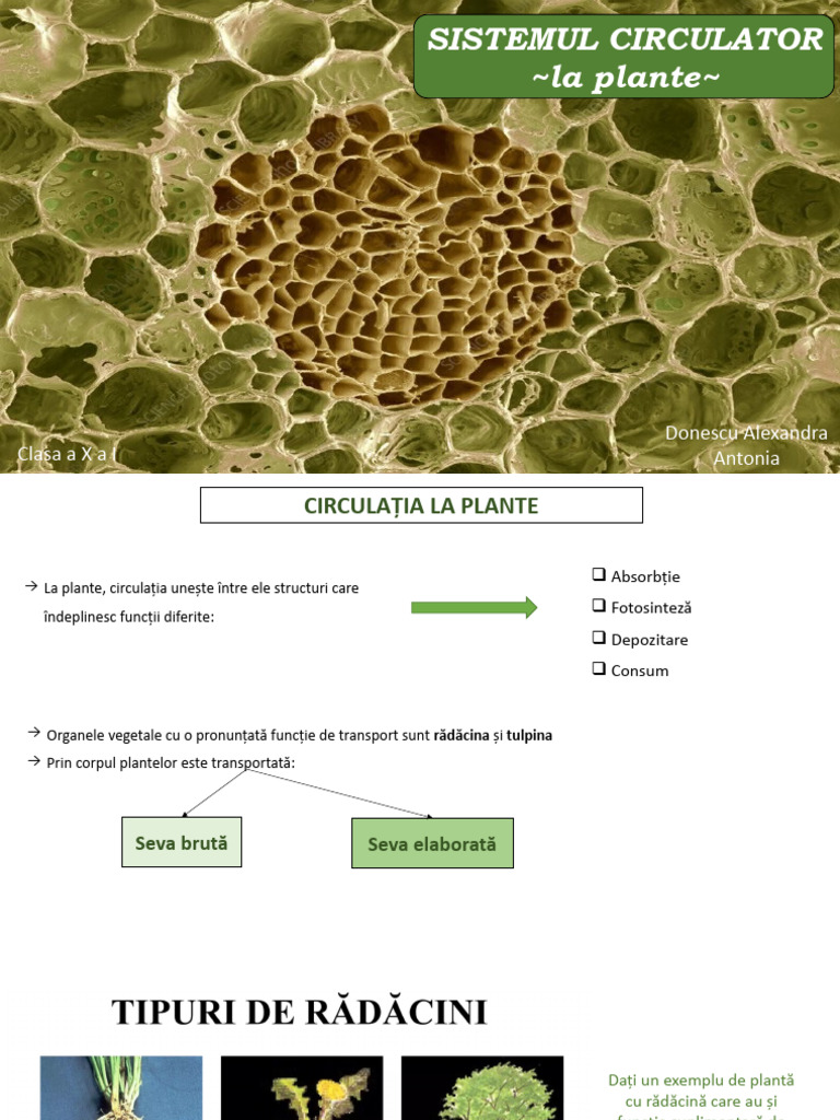 1. Sistemul circulator_Circulația la plante | PDF