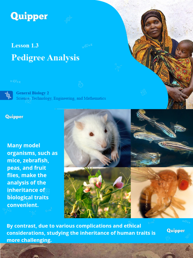 Pedigree Analysis Pdf Dominance Genetics Heredity