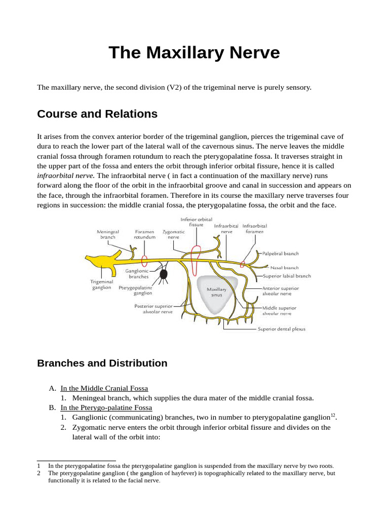 Overview of the Maxillary Nerve | PDF | Otorhinolaryngology | Human ...