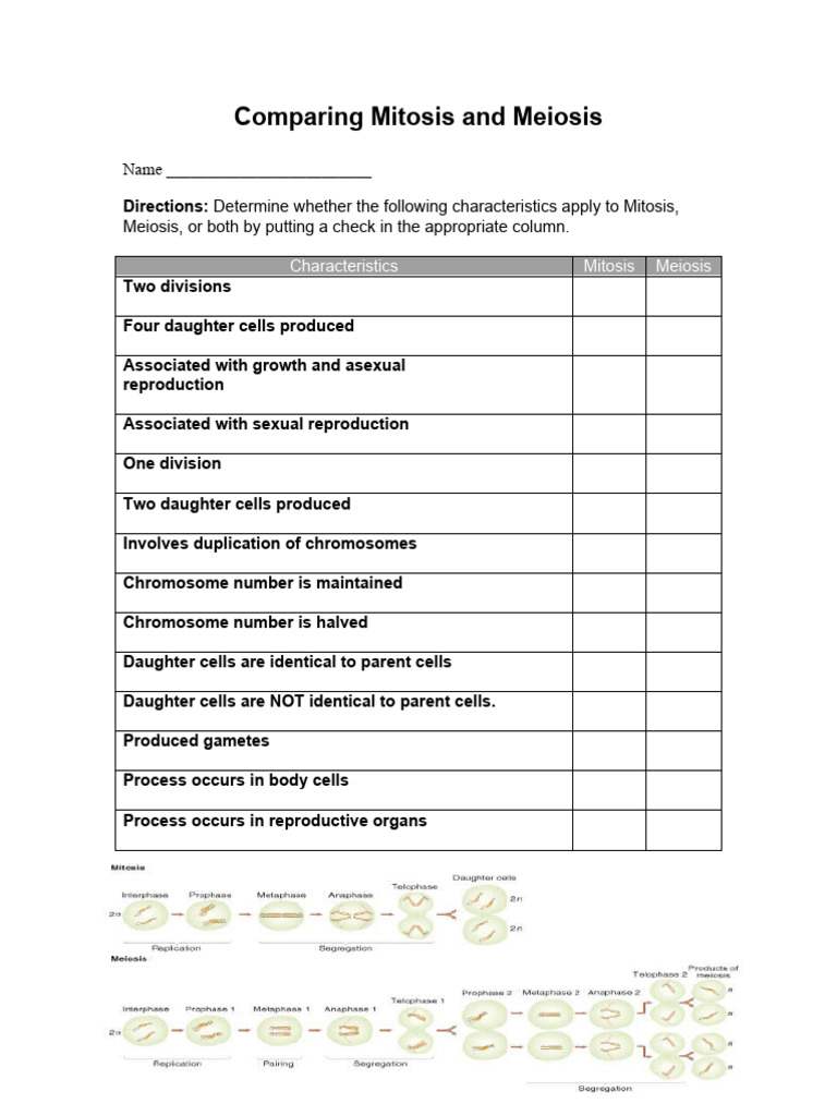 Mitosis Meiosis Comparison Worksheet Mitosis And Meiosis: A