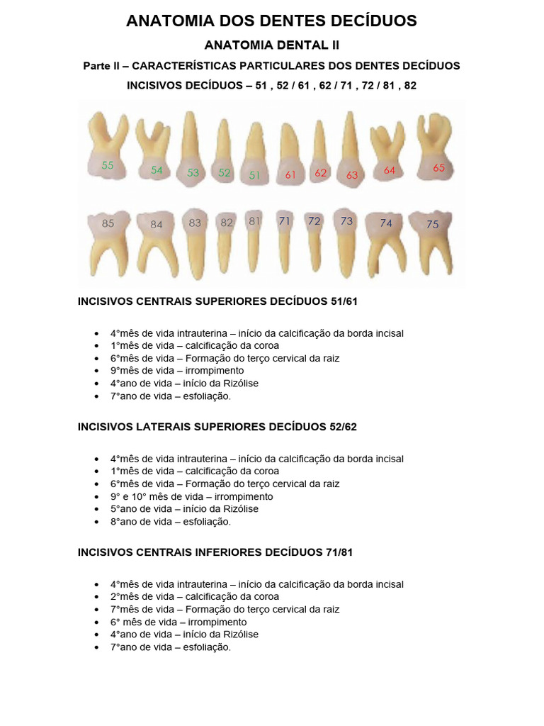 Anatomia Dos Dentes Decíduos | Download grátis PDF | Dente | Anatomia ...