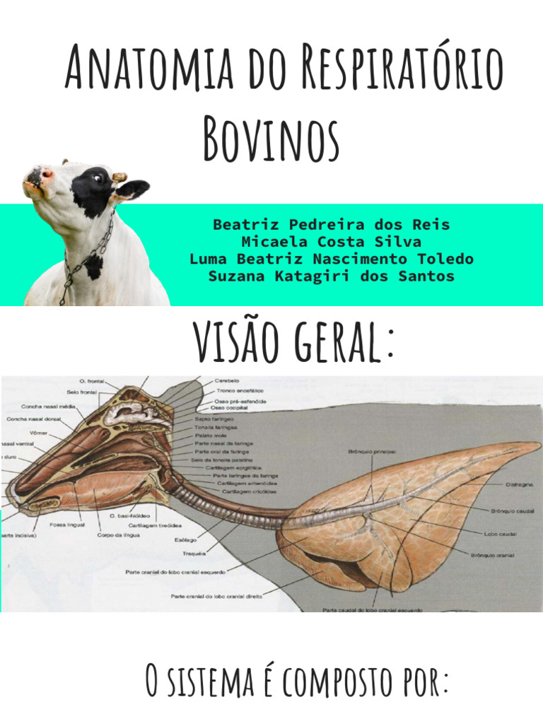 Anatomia Do Respiratório Bovinos | PDF | Pulmão | Sistema respiratório