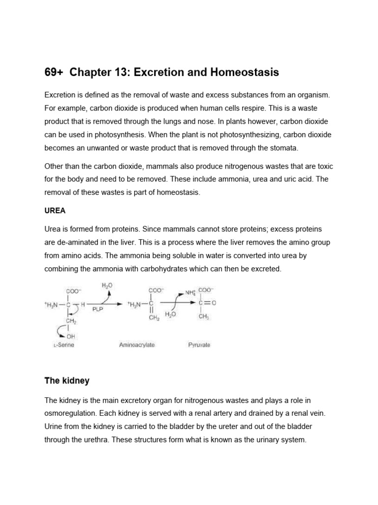 Chapter 13 Excretion | PDF | Kidney | Urinary System