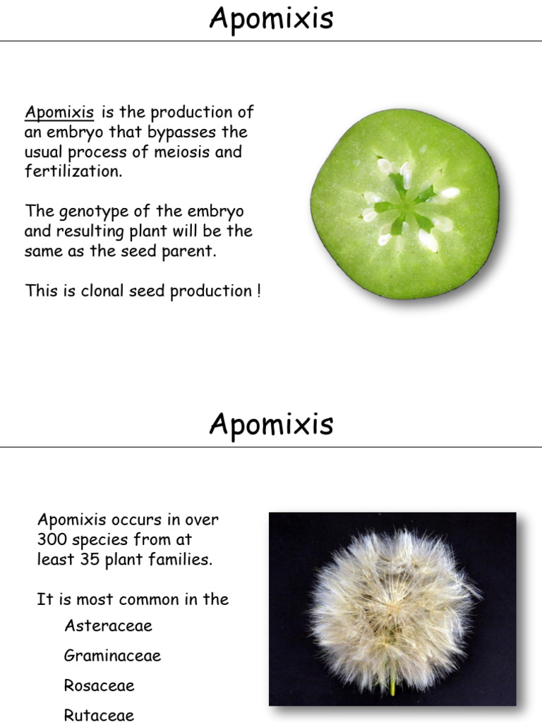 apomixis | PDF | Plant Hormone | Seed