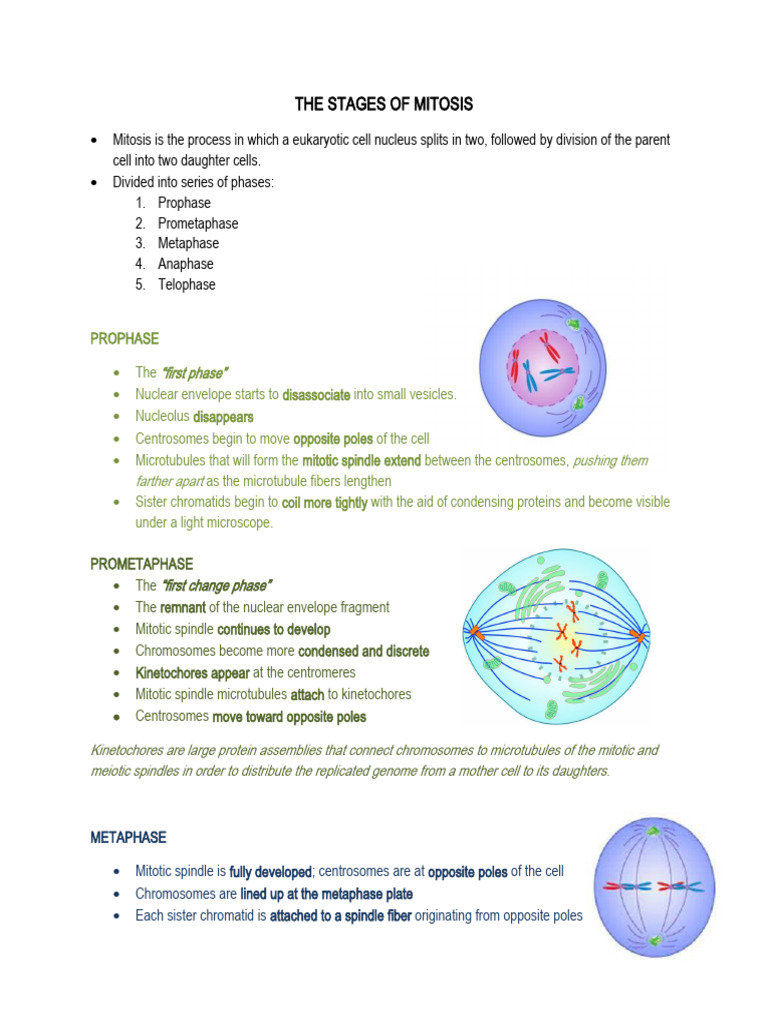 THE-STAGES-OF-MITOSIS-Biology-2nd-GRADING | PDF | Mitosis | Cell Cycle