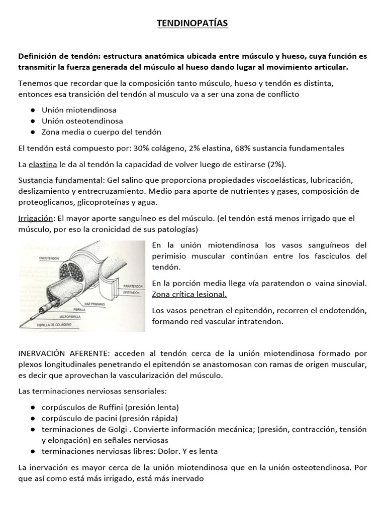 TENDINOPATIAS | PDF | Tendón | Músculo
