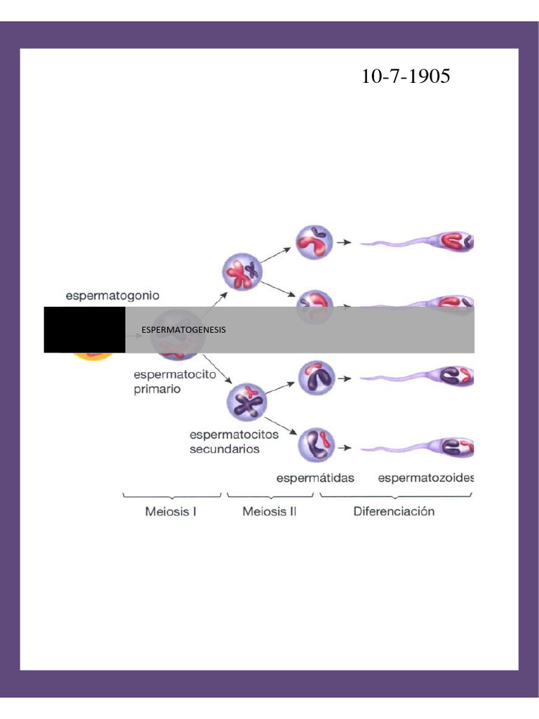 Proceso de Espermatogénesis en Humanos | PDF | Mitosis | Testículo