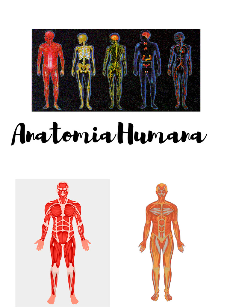 Anatomia Humana: Conceitos e Classificações | PDF