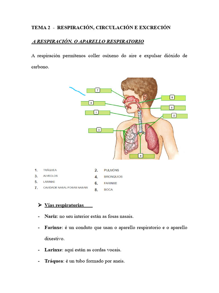 RESPIRACIÓN, NUTRICIÓN, EXCRECIÓN (6 PRIMARIA) | PDF