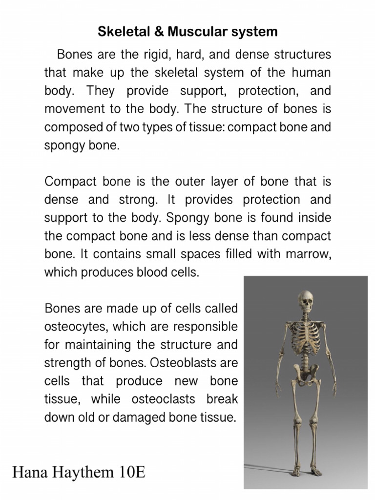 Skeletal & Muscular system | PDF