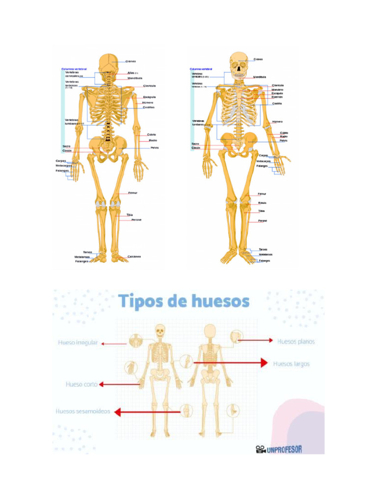 Celulas de Los Huesos | PDF