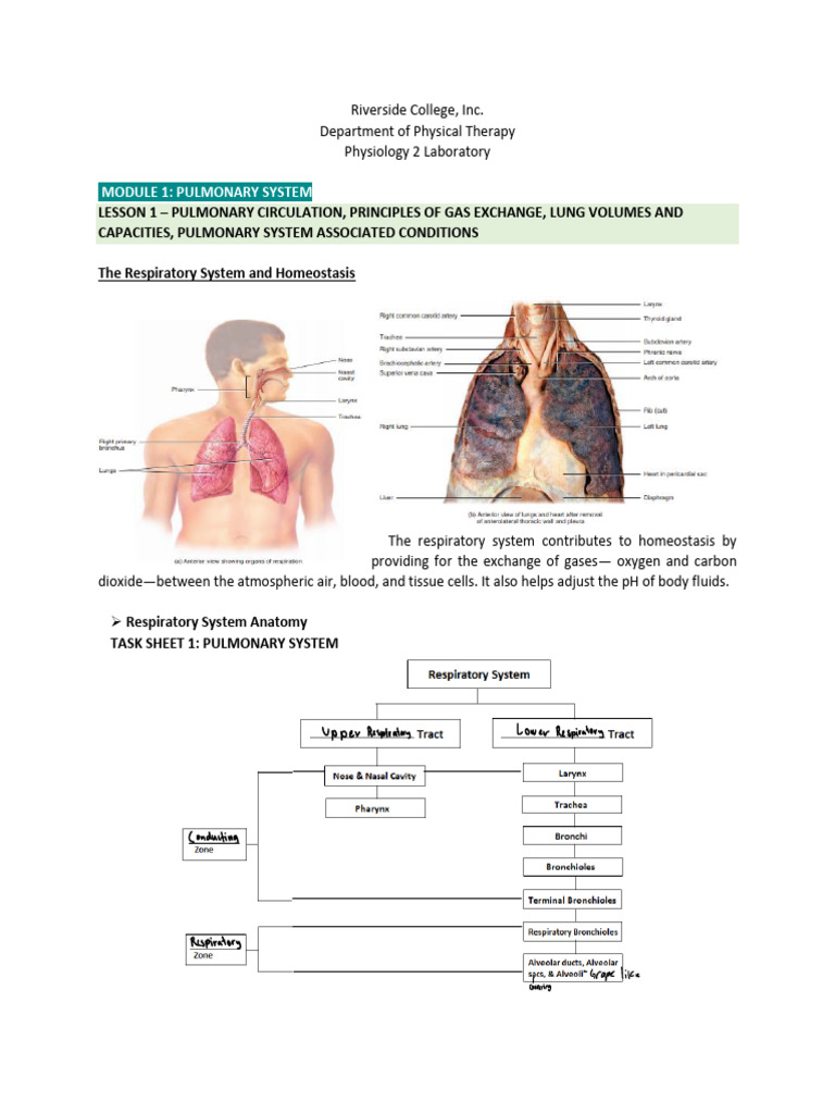PHYSIOL02 Module 1 Pulmonary System Guide | PDF | Lung | Respiratory Tract