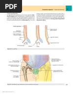 Anatomía de la fascia transversalis | PDF | Abdomen | Sistema ...