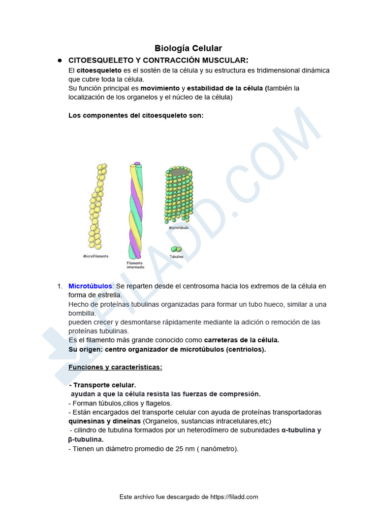 Biocel | PDF | Mitosis | Mitosis