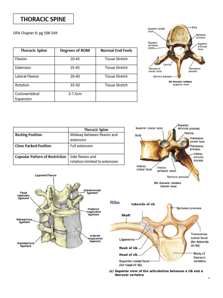 Thoracic Spine Worksheet Filled In | PDF | Vertebra | Vertebral Column