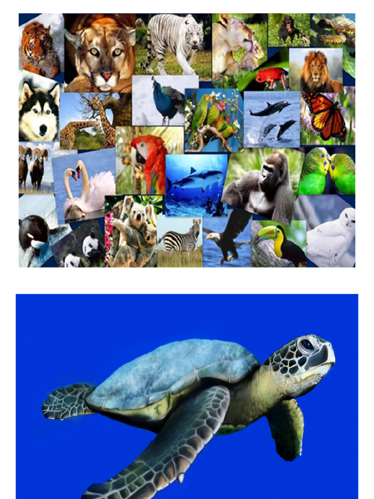 phpukFC4P - 10 Loggerhead Sea Turtles | PDF | Turtle | Sea Turtle