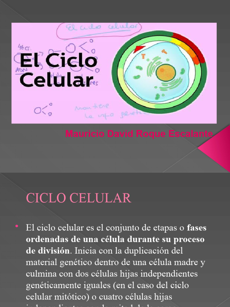 Ciclo Celular+ | PDF | Mitosis | Ciclo celular