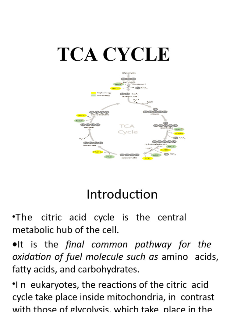 Tca Cycle | PDF | Citric Acid Cycle | Chemistry