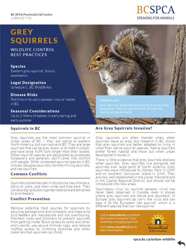 Best Practices Squirrels | PDF