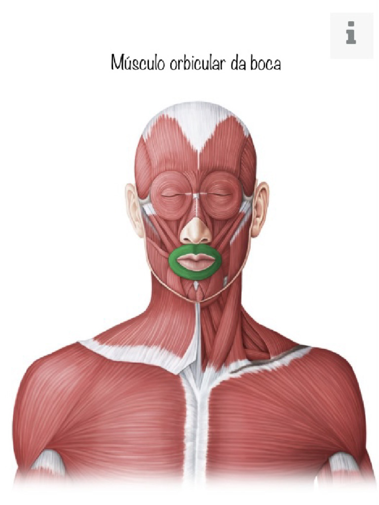 Anatomia Cabeça e Pescoço | PDF