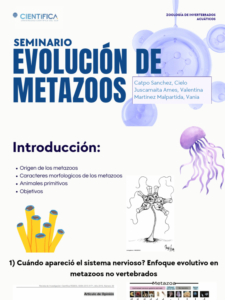 Evolución y Origen de los Metazoos | PDF | Evolución | Biología