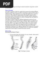 Vertebrate Zoology Lecture Notes | PDF | Vertebrates | Tissue (Biology)