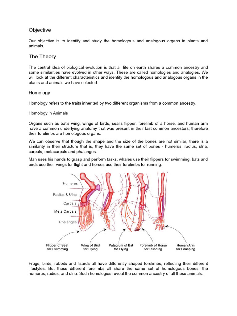 Homology and Analogy New | PDF | Homology (Biology) | Biology