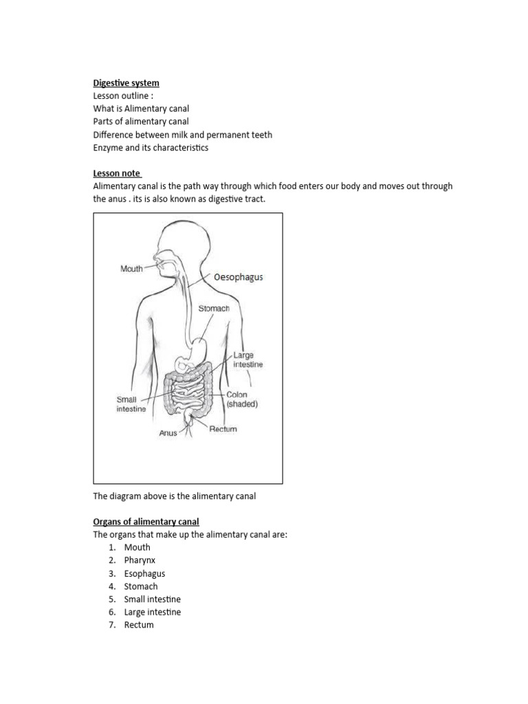 Digestive System | PDF