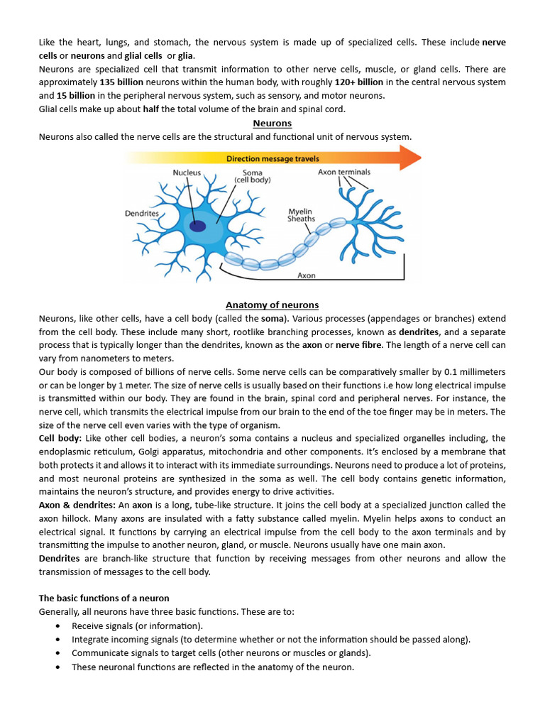 Neuroscience Week 2 | Download Free PDF | Neuron | Axon