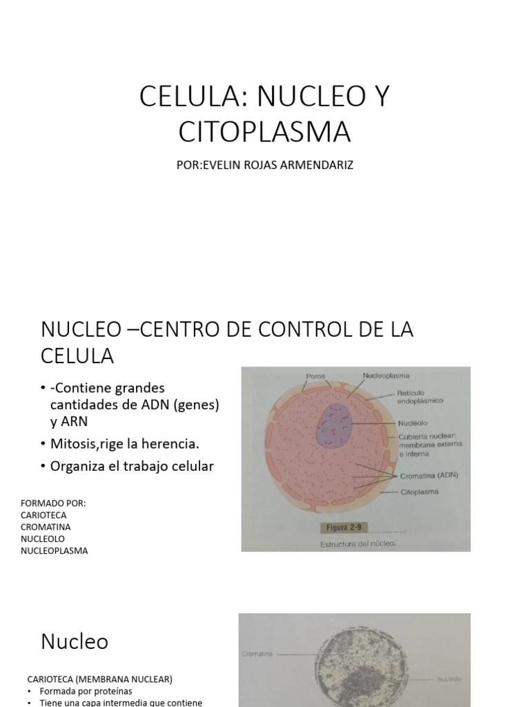 Célula: Núcleo y Citoplasma | Descargar gratis PDF | Nucleo celular | Citoplasma