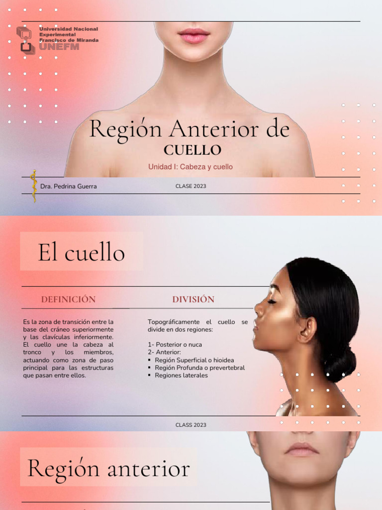 Anatomía del Cuello: Regiones y Músculos | PDF | Laringe | La columna ...
