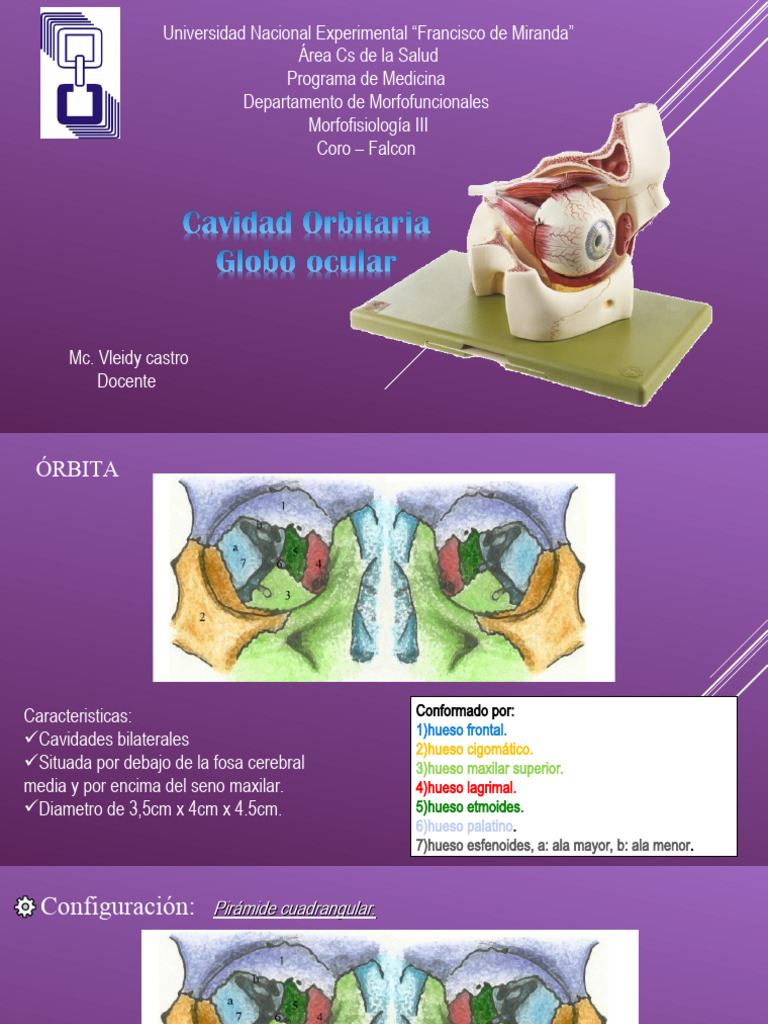Anatomía del Globo Ocular y Órbita | PDF | Ojo humano | Anatomía humana
