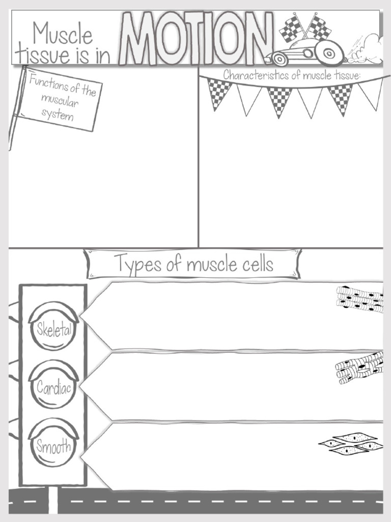 Muscular Doodle Notes | PDF