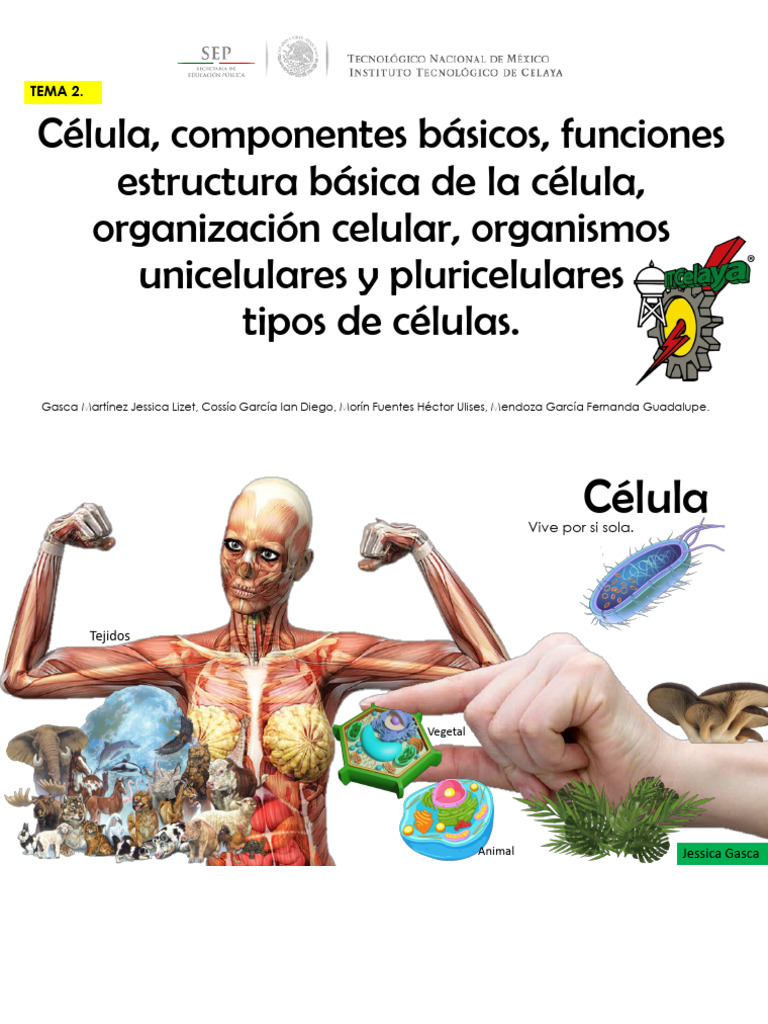 Célula y Sus Componentes, Funciones, Estructura Basica, Organizacion y ...
