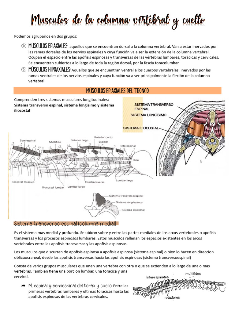Anatomía de los músculos espinales | PDF | La columna vertebral | Vértebra