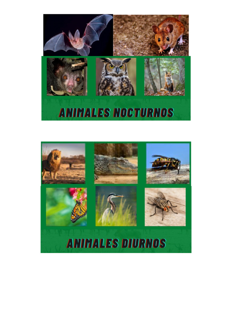 Animales Nocturnos y Diurnos | PDF