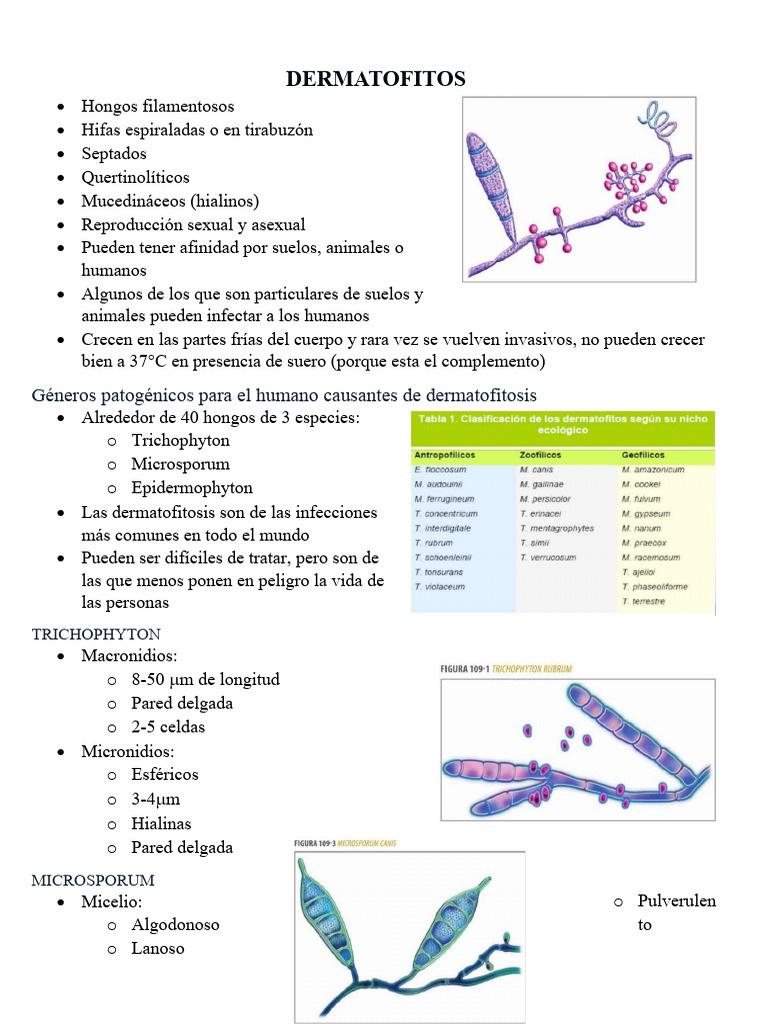 Dermatofitos (Trichophyton, Microporum, Epidermophyton) | PDF ...