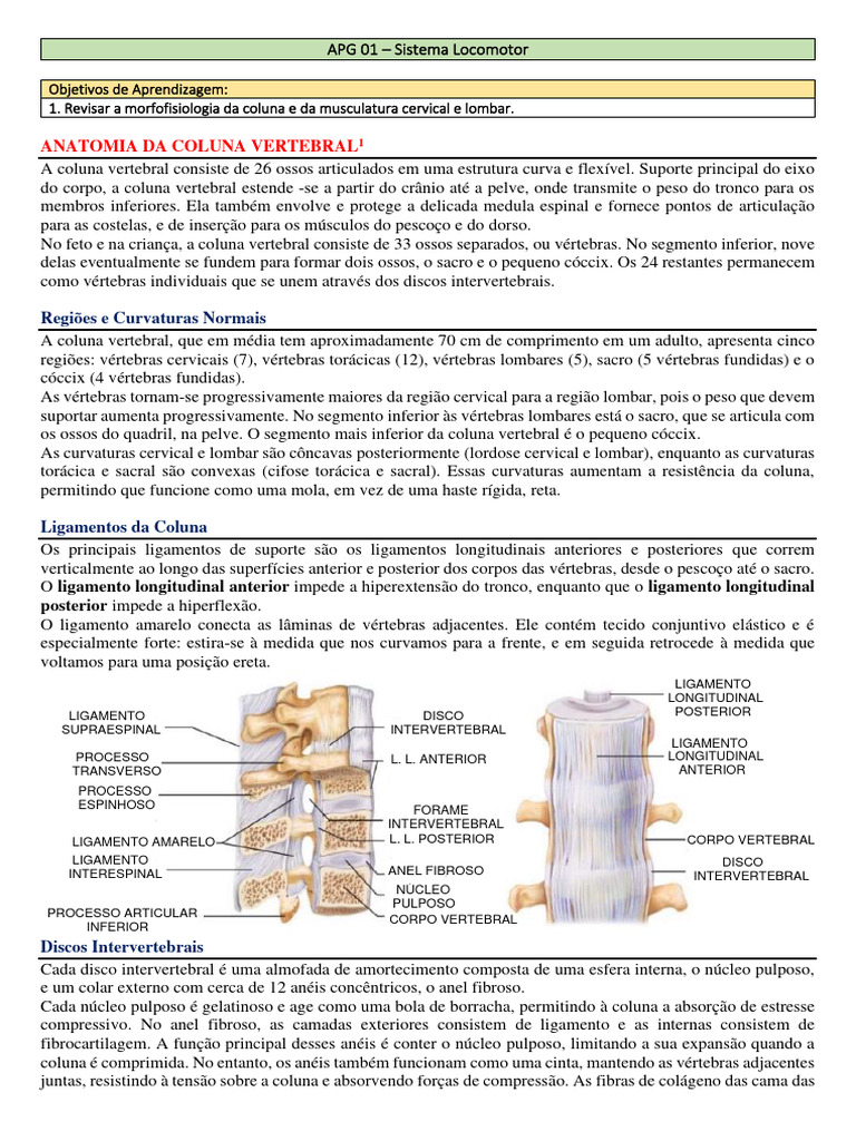APG 01 SOI V Sistema Locomotor Revisão | PDF | Coluna vertebral | Vértebra