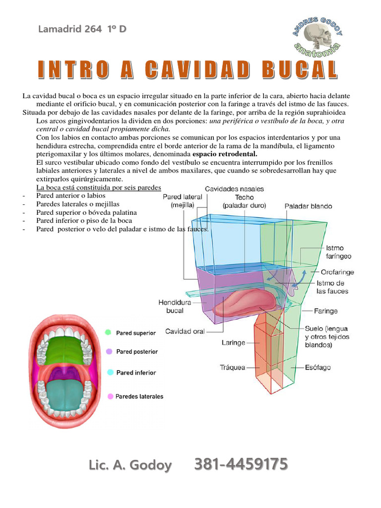 Anatomía y funciones de la cavidad bucal | PDF | Gusto | Anatomía