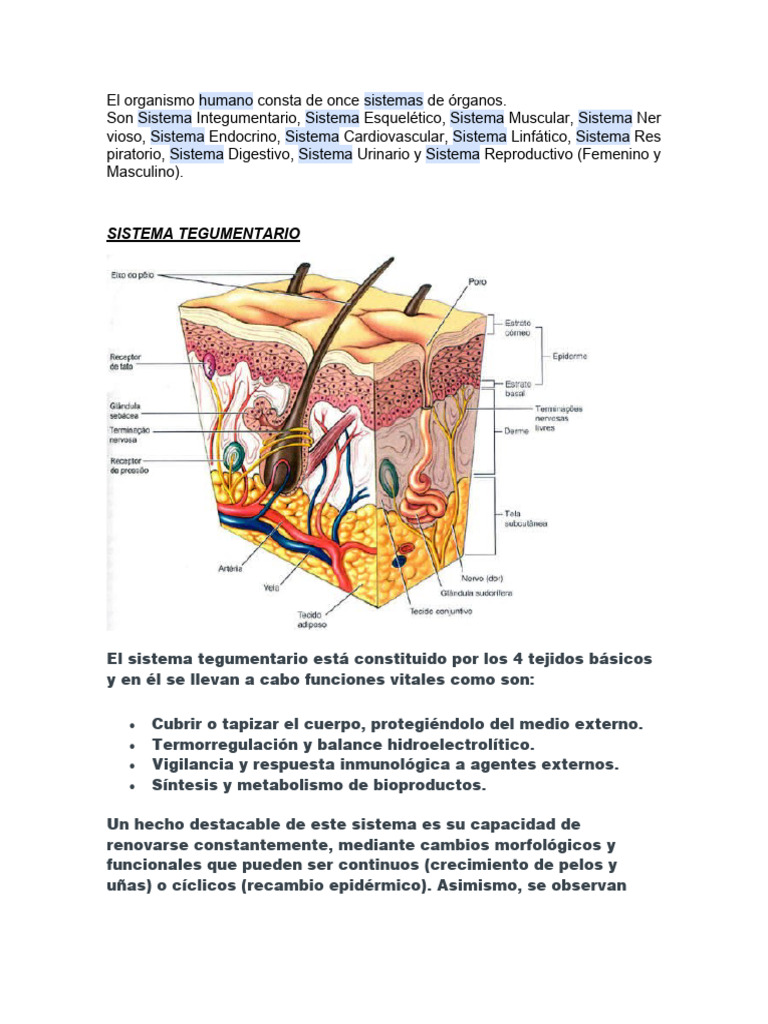 Antologia (Resumen de Los Sistemas Del Cuerpo Humano) | PDF | Sistema ...