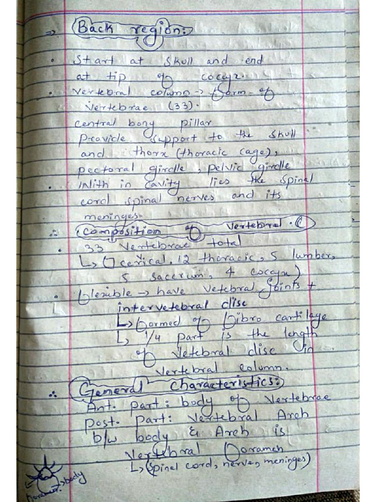 Anatomy back class notes | PDF