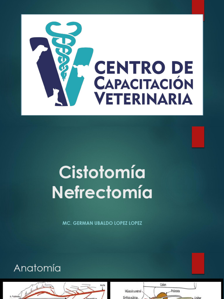 Cistomia | PDF