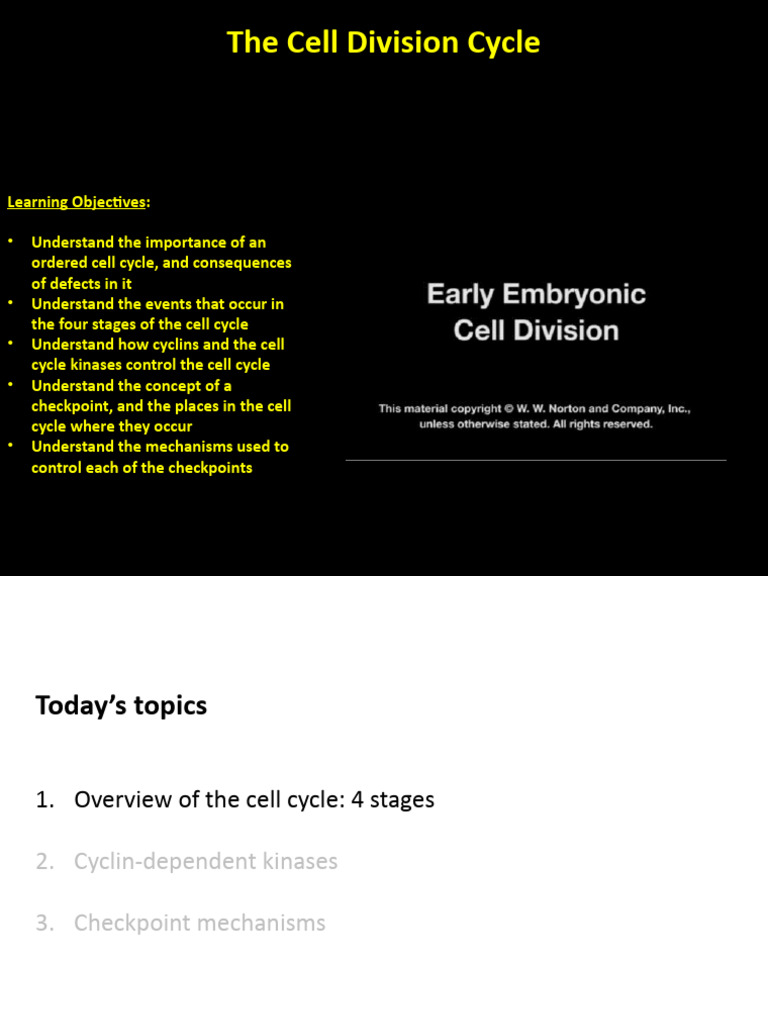 L11 - Cell Cycle - F23 | PDF | Cell Cycle | Biology