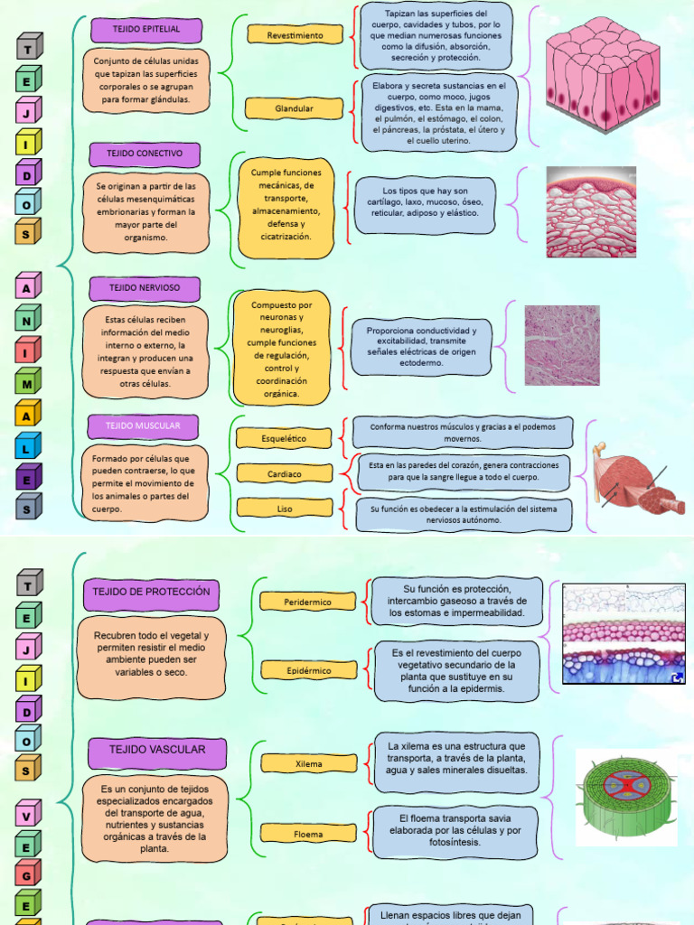 Tipos de Tejidos Vegetal y Animal | PDF
