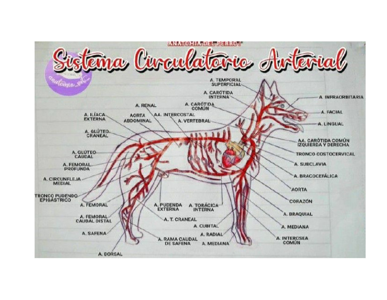 sistema circulatorio dog | PDF