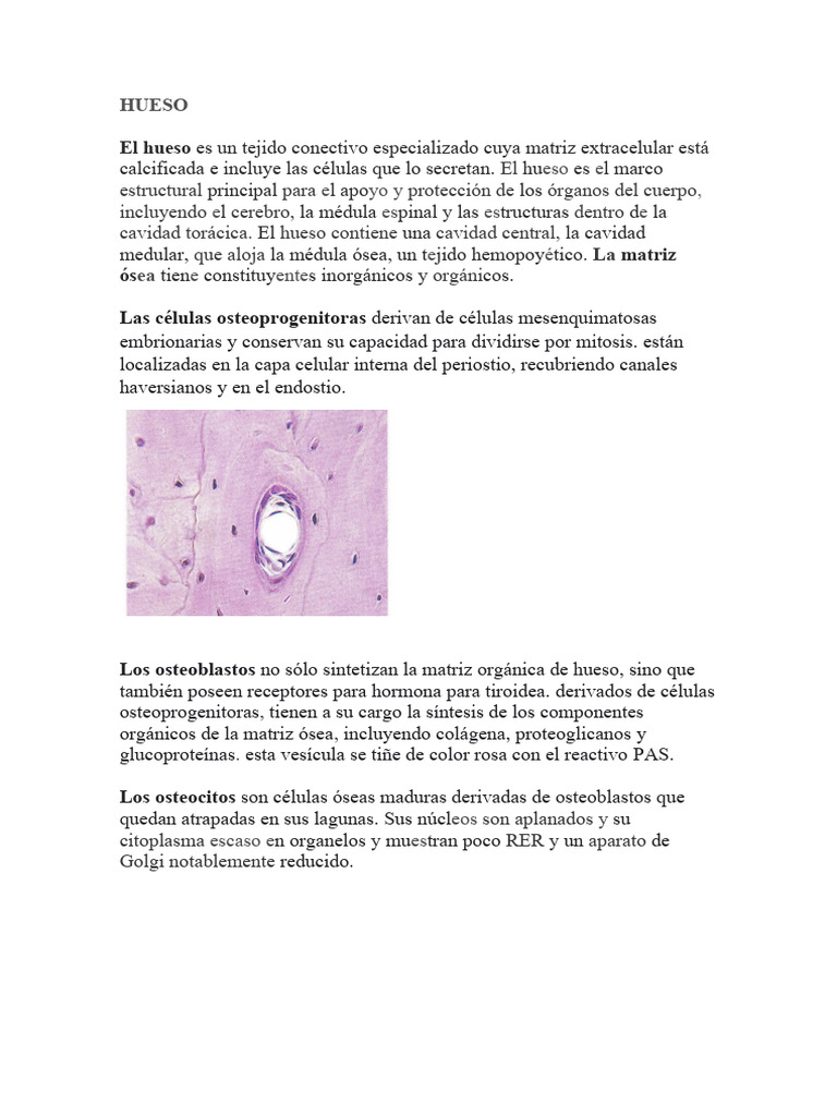 Hueso Pdf Hueso Articulación
