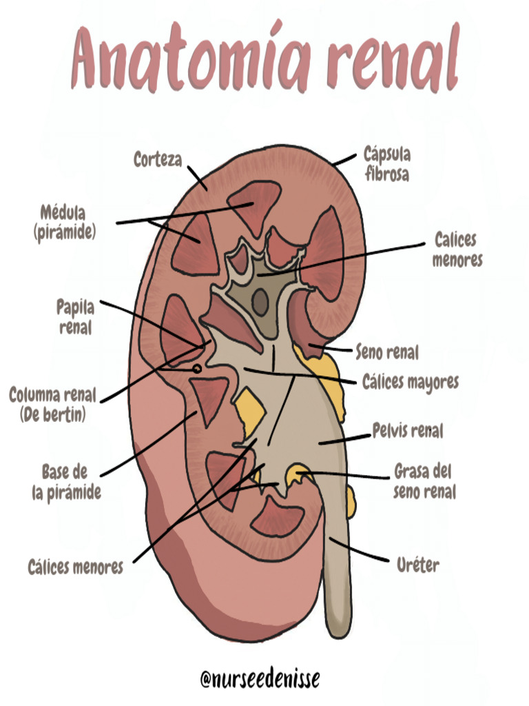Anatomía Detallada del Riñón | PDF
